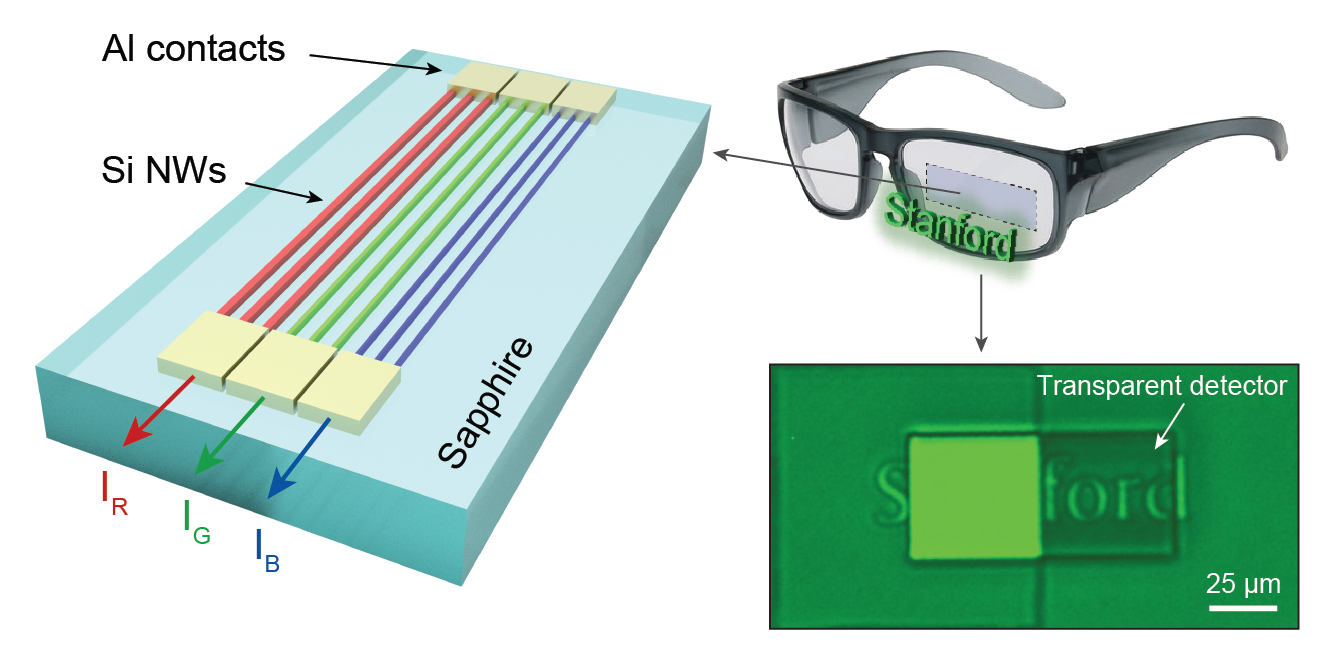 Transparent multispectral photodetectors mimicking the human visual ...